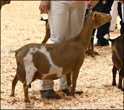 Urban Acres - Nigerans